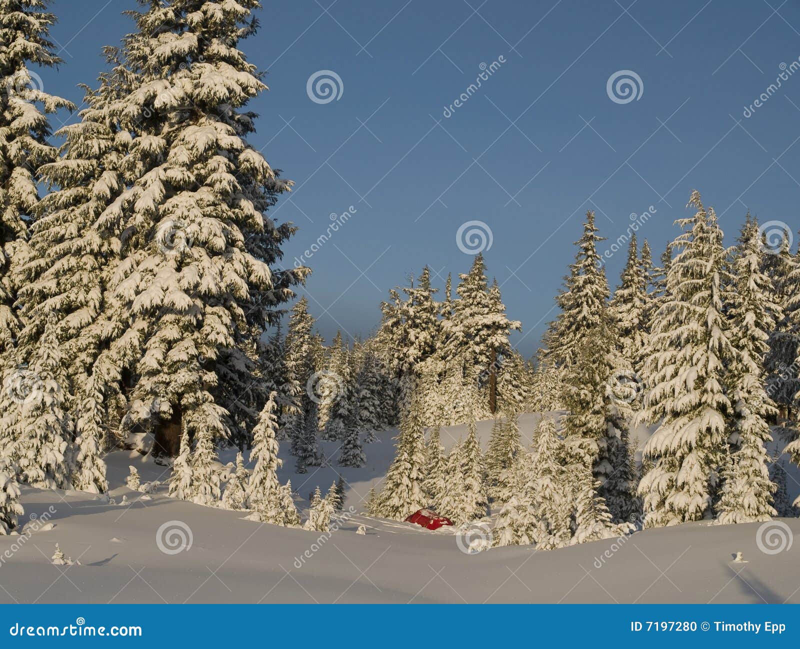 Winter Camp among the Trees Stock Photo - Image of cold, wilderness ...