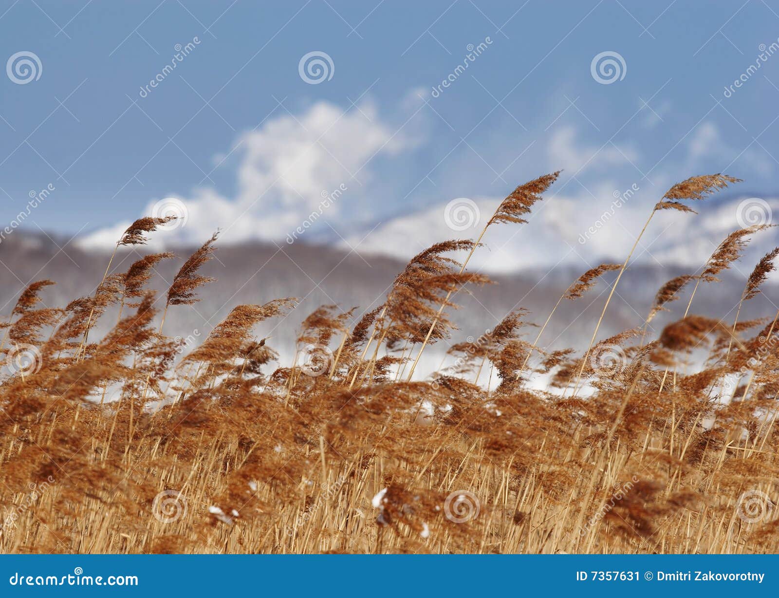 Winter cane 2 stock image. Image of winter, frost, clouds - 7357631