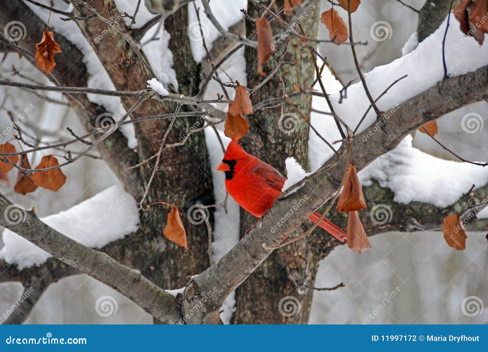 Winter Cardinal stock photo. Image of nature, branch - 11997172
