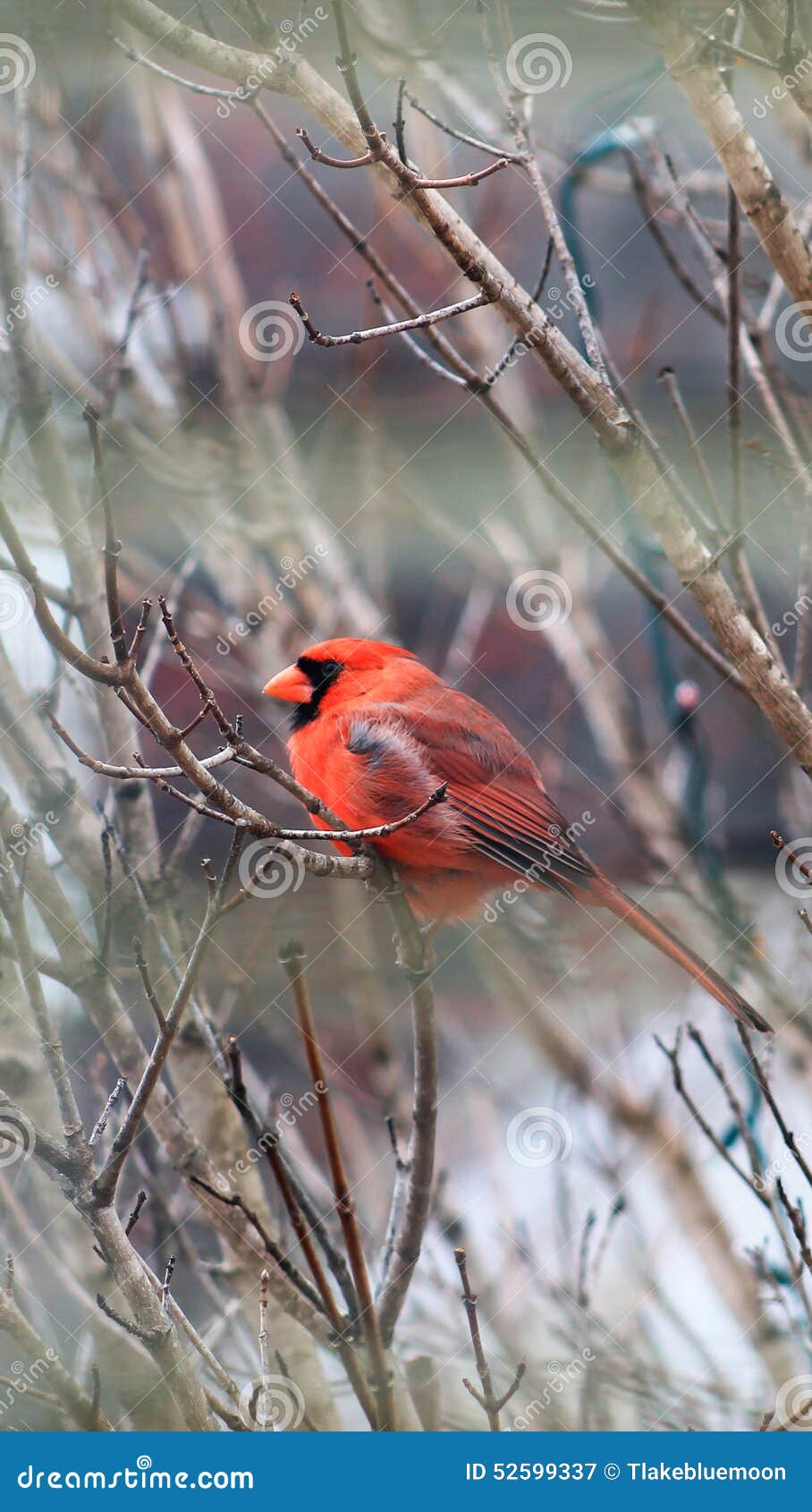 Winter Cardinal stock image. Image of orange, beard, science - 52599337