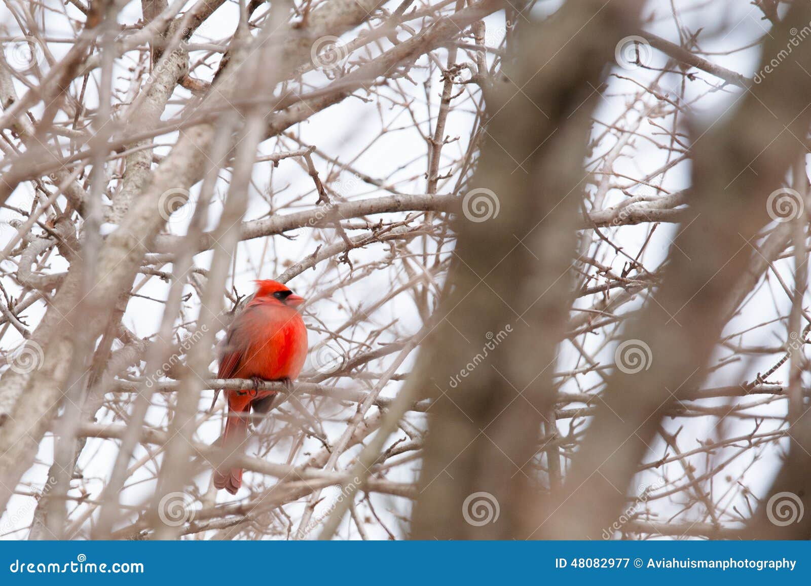 Winter: Cardinal in a Snow Covered Tree Stock Image - Image of birds ...