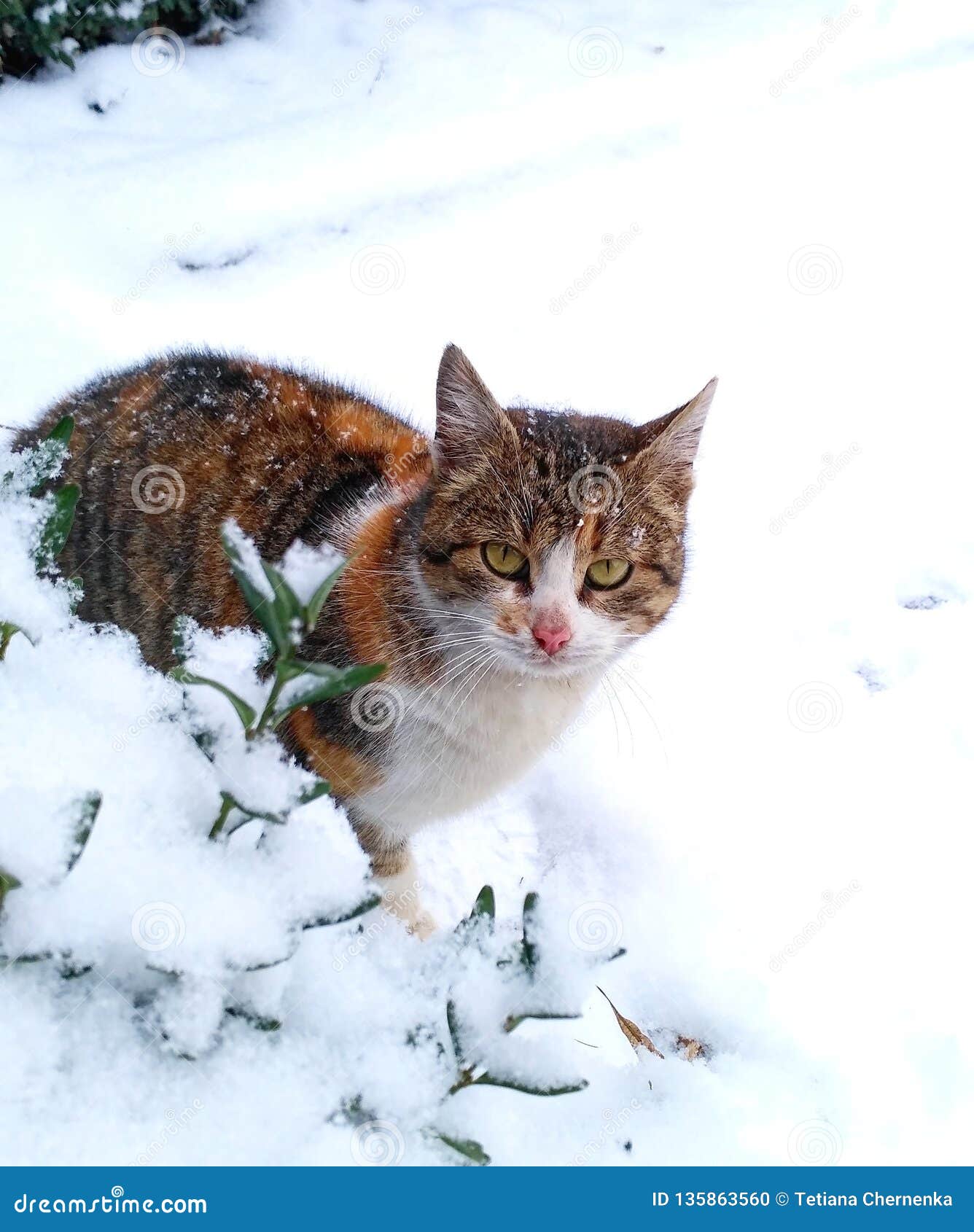 Winter cat stock photo. Image of winter, cats, kitty - 135863560