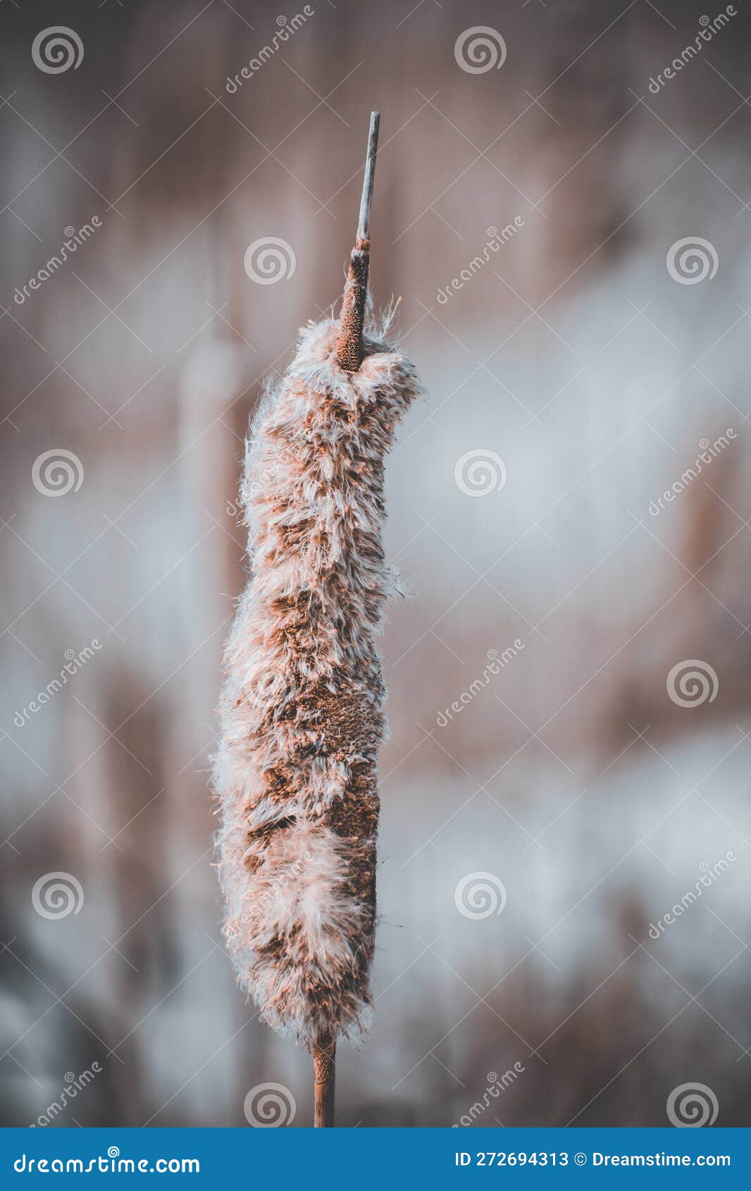 Winter Cat Tail Plant stock image. Image of tail, plant - 272694313