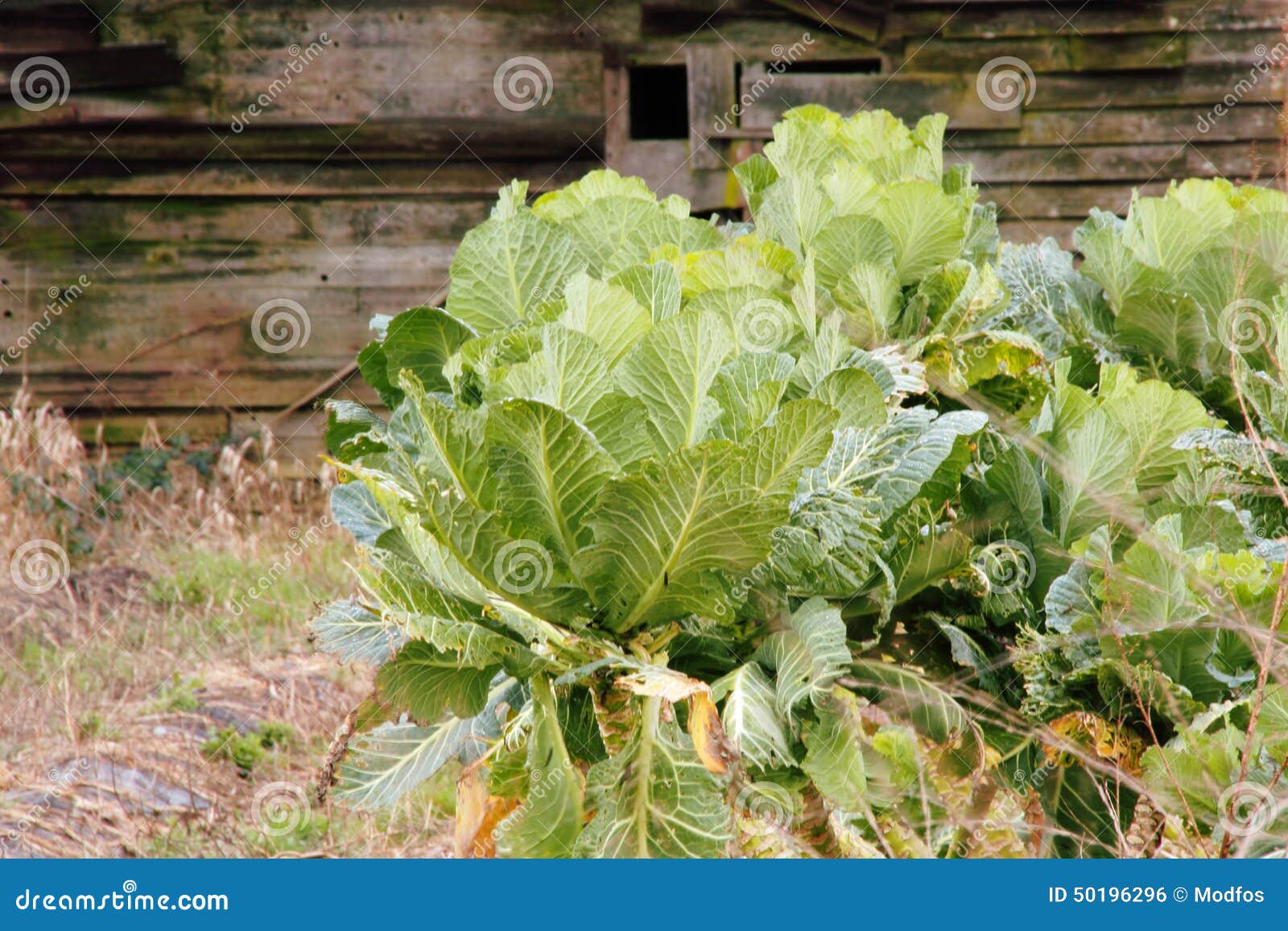 Winter Cauliflower stock photo. Image of nature, green - 50196296