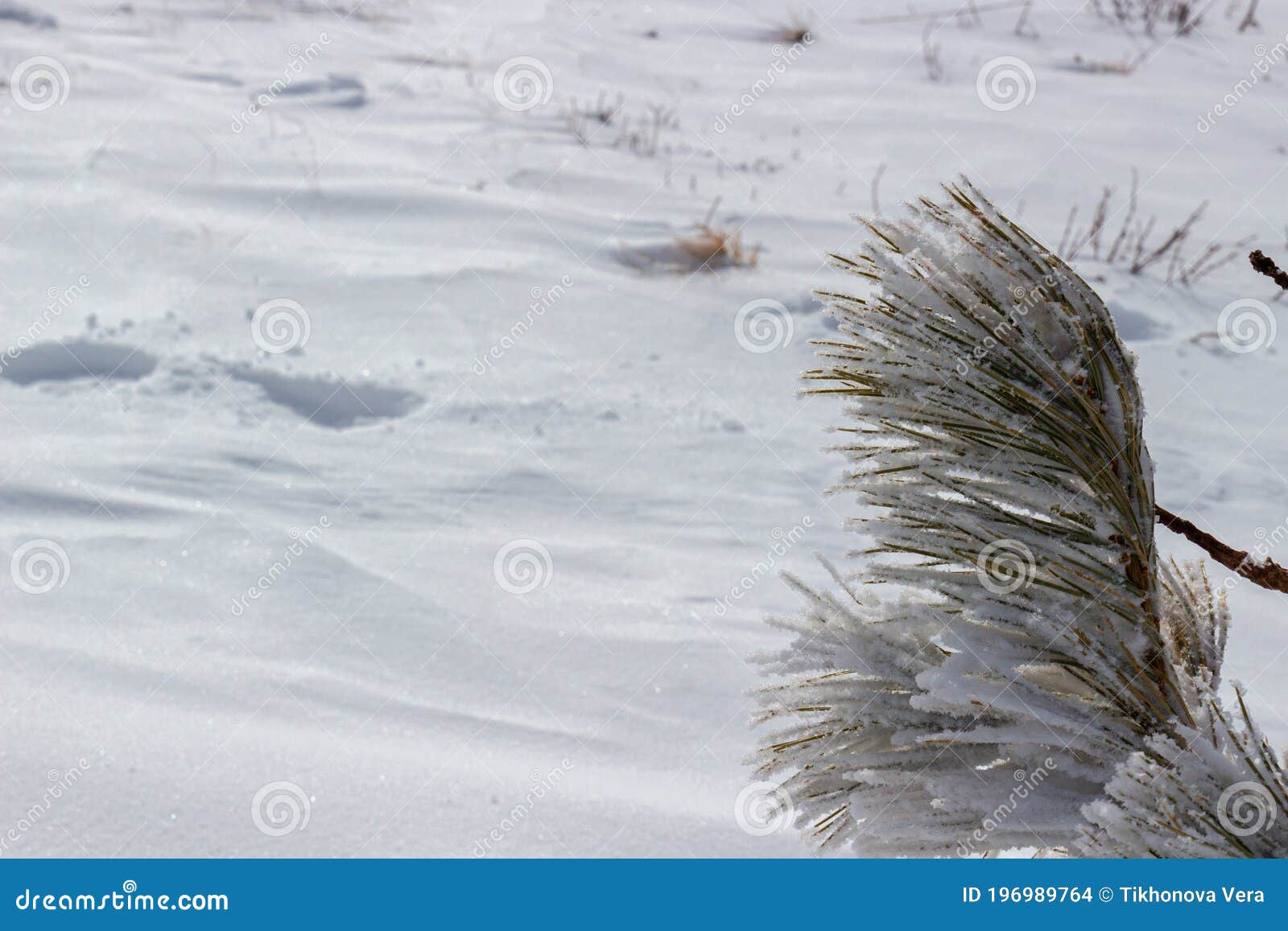 Winter Cedar Branches Covered with Snow Stock Photo - Image of majestic ...