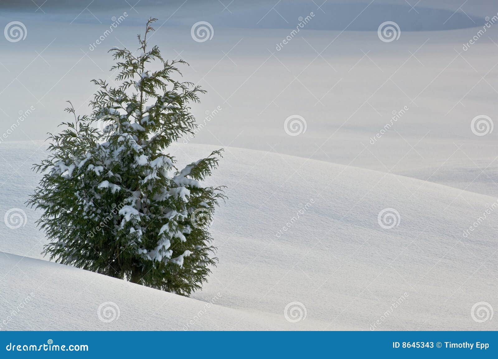 22,305 Winter Cedar Stock Photos - Free & Royalty-Free Stock Photos ...