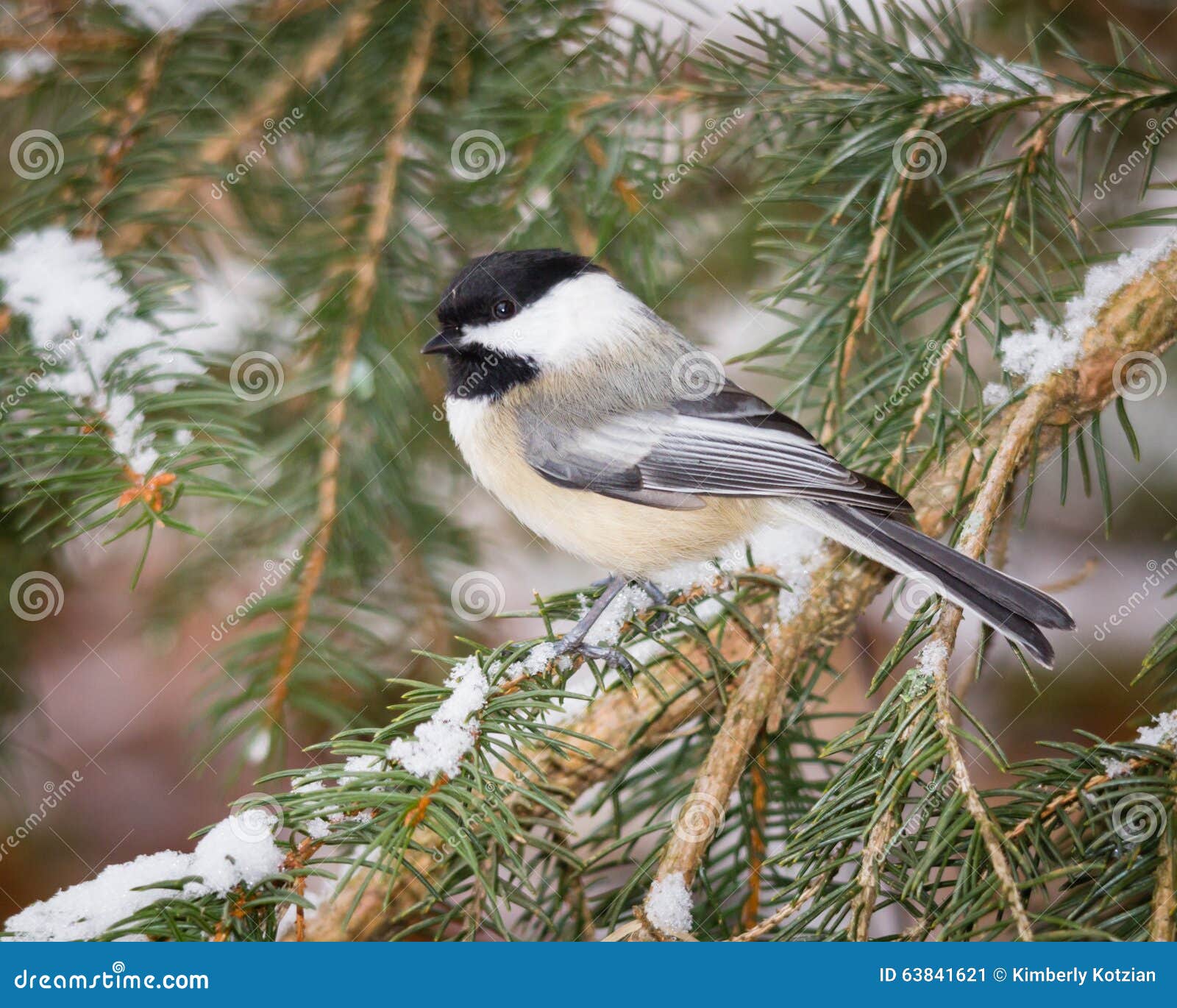 Winter Chickadee stock image. Image of chickadee, passeriformes - 63841621