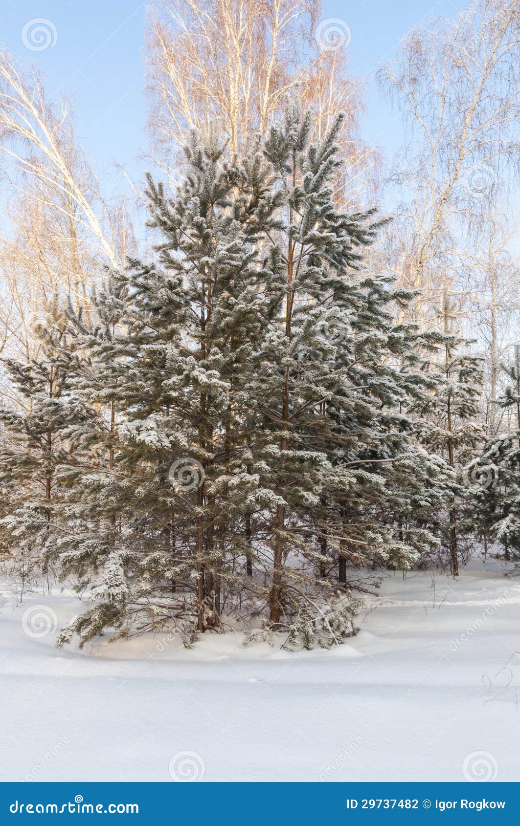 Winter Christmas trees stock photo. Image of illuminated - 29737482