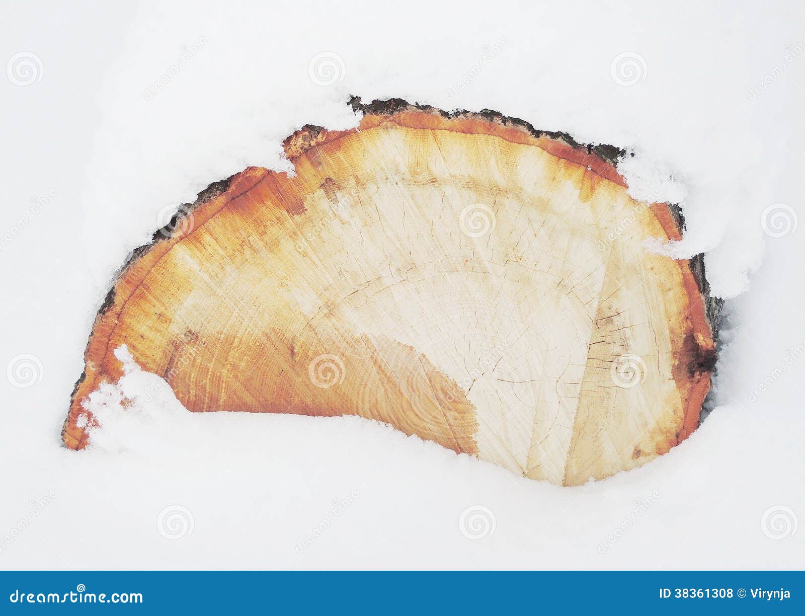 Winter circle tree stock photo. Image of cool, december - 38361308