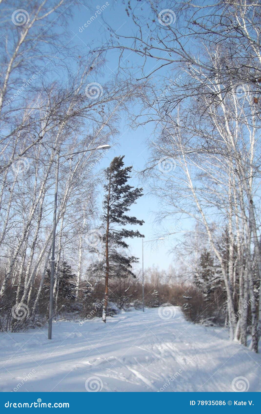 Winter Circuit in the Forest Stock Photo - Image of woodland, path ...