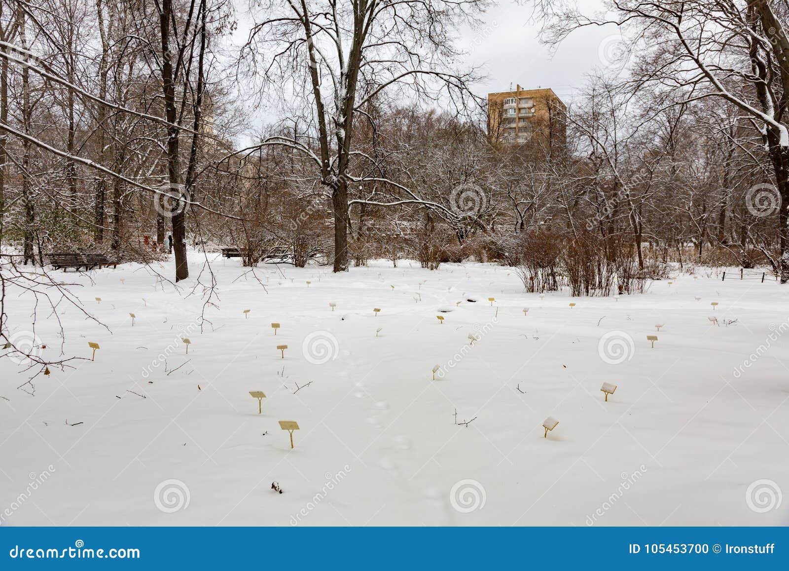Winter in the city park stock photo. Image of season - 105453700
