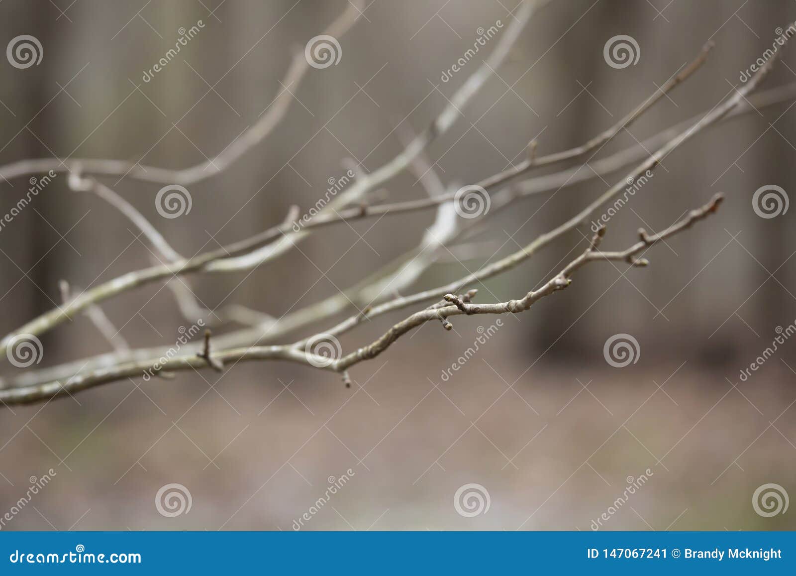 Bare Tree Limb during Winter Stock Image - Image of forest, melancholy ...