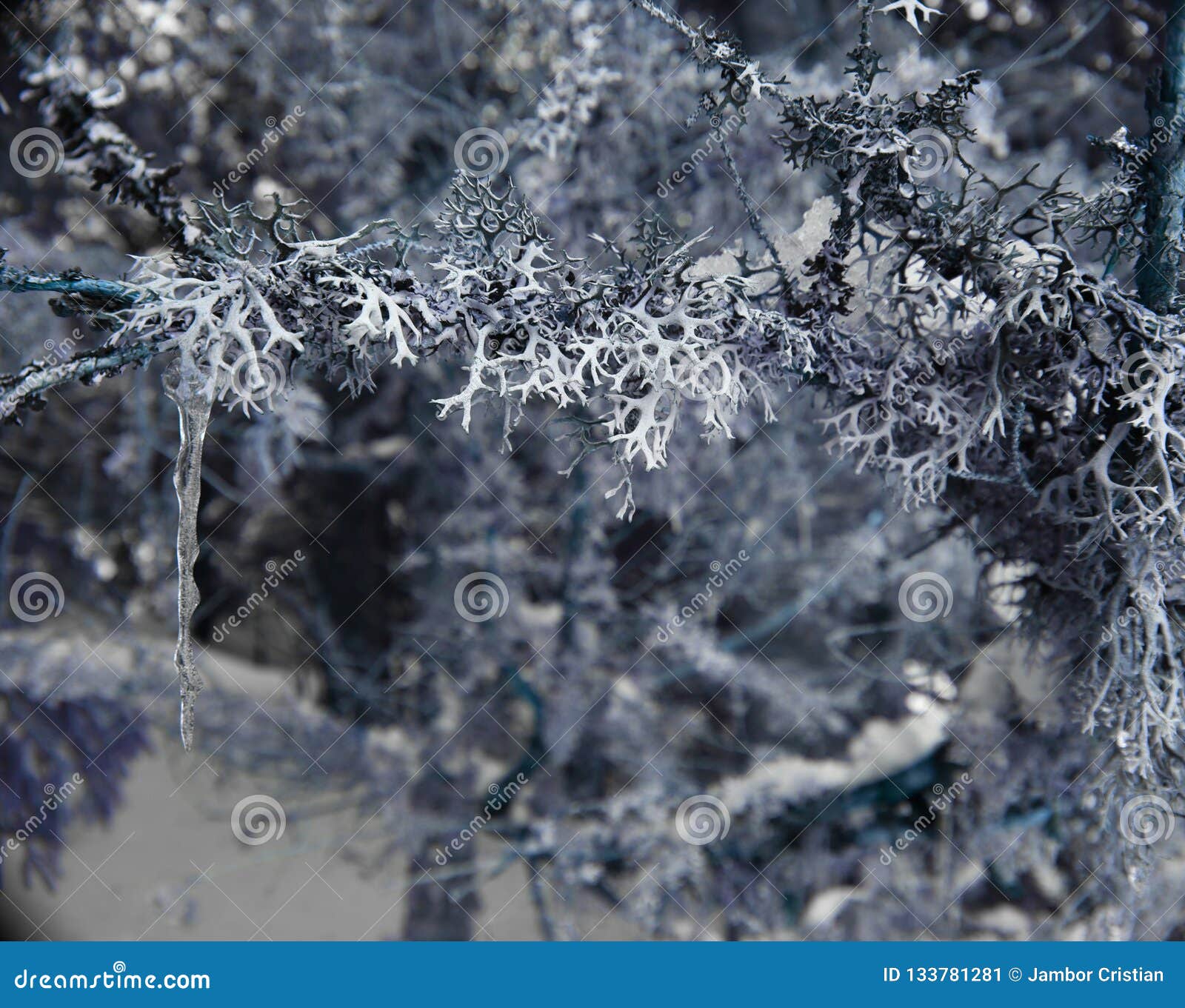 Winter Close-up Ice and Tree Branch Stock Image - Image of dramatic ...