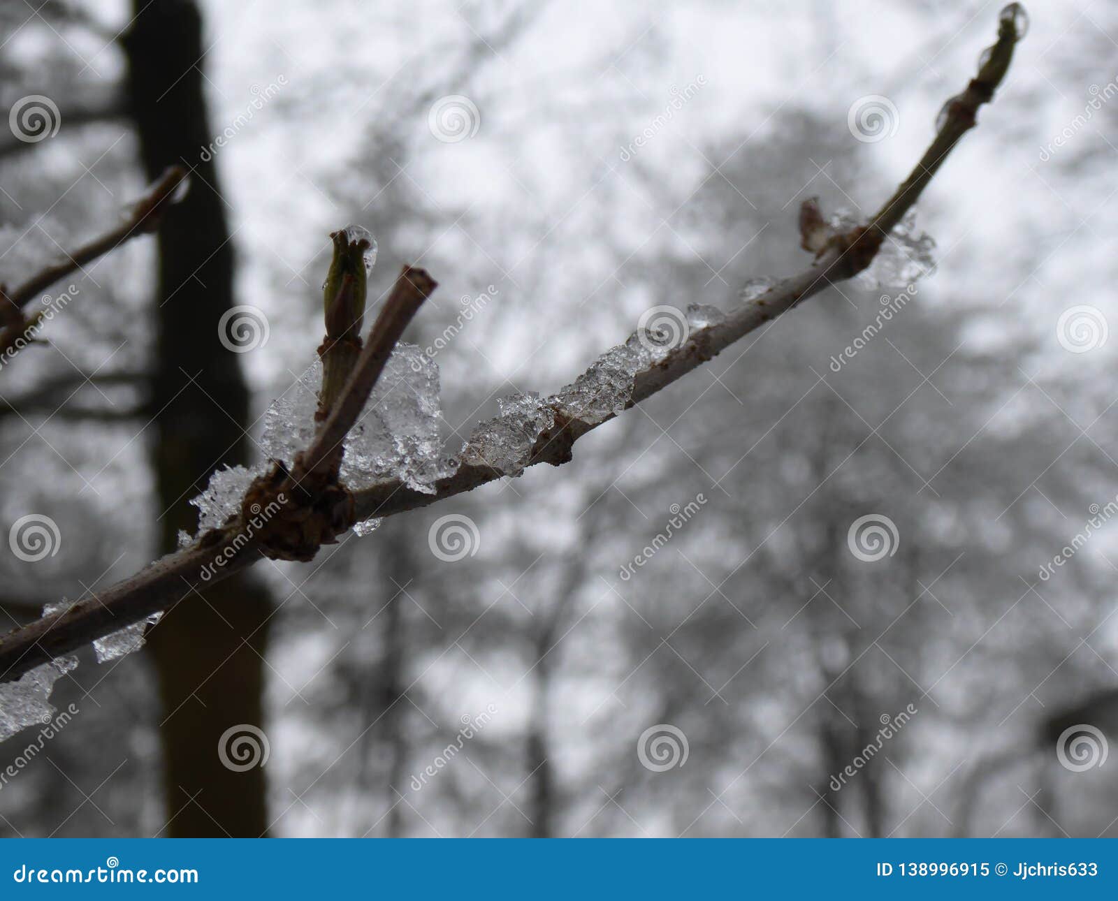 Snow on twig in winter. stock image. Image of closeup - 138996915