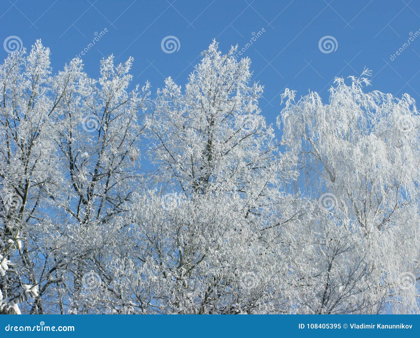 Hoarfrost on the trees stock image. Image of covered - 108405395