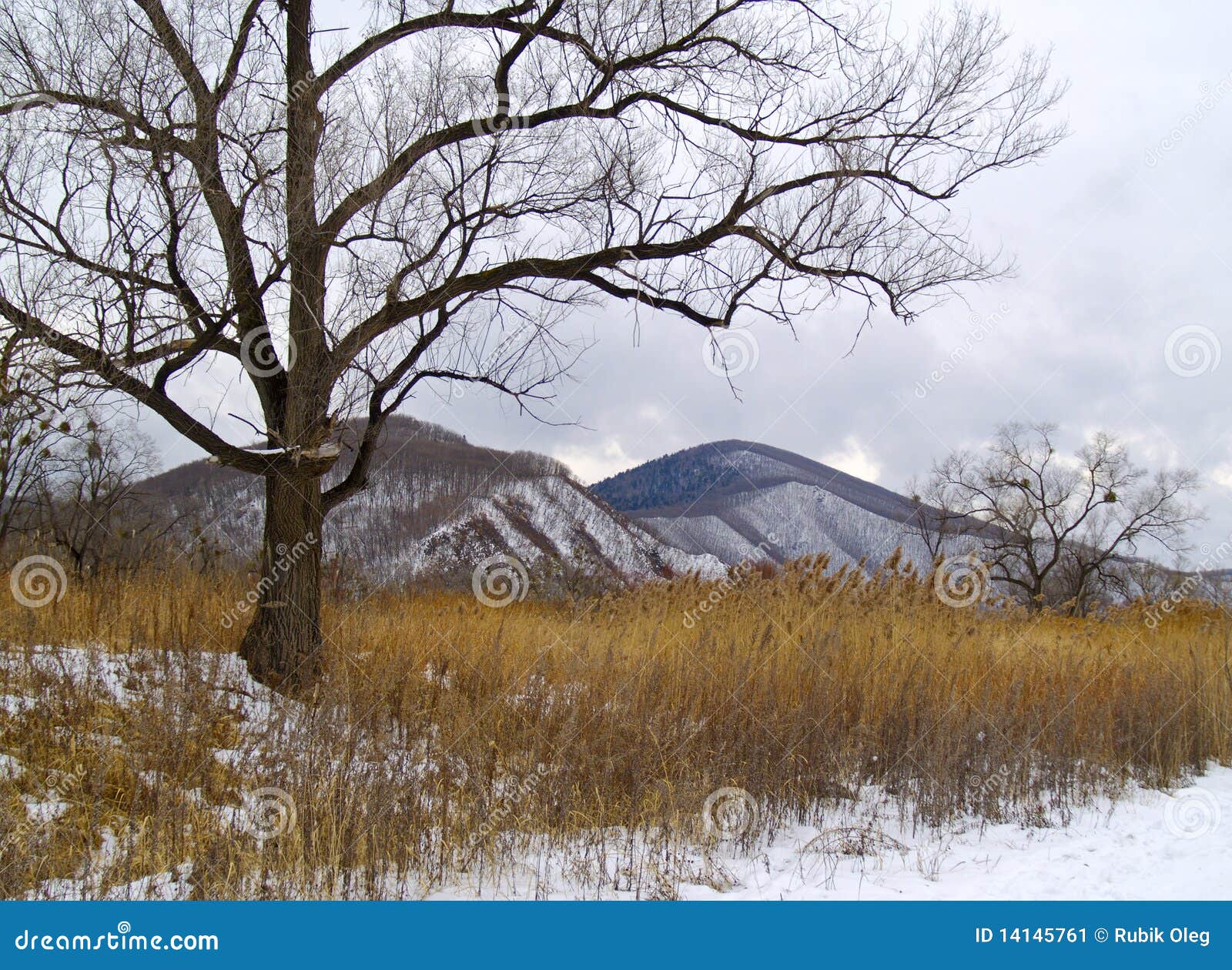 Winter cloudy day stock image. Image of winter, grass - 14145761