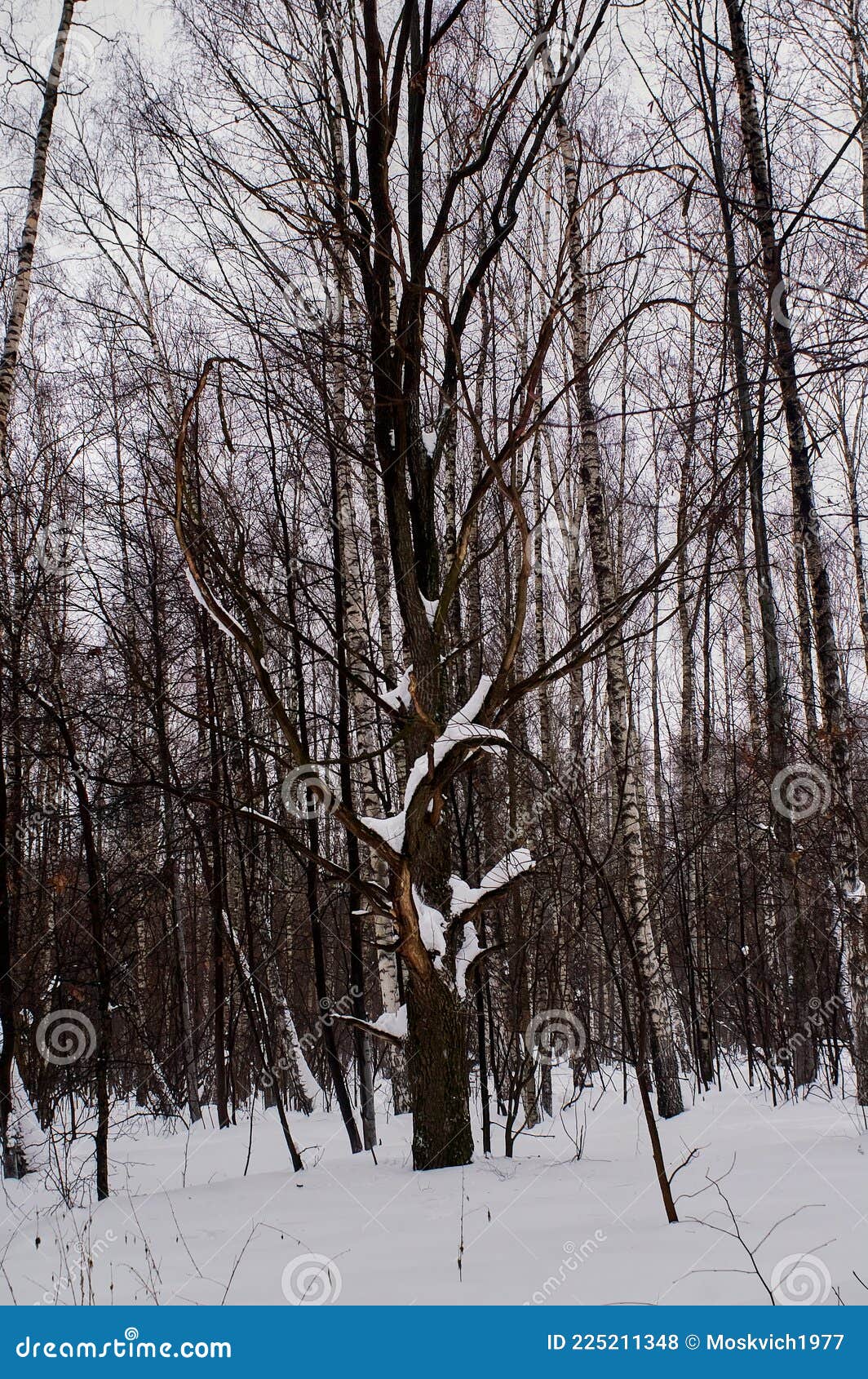 Winter Cloudy Day in the Forest Stock Photo - Image of journey ...