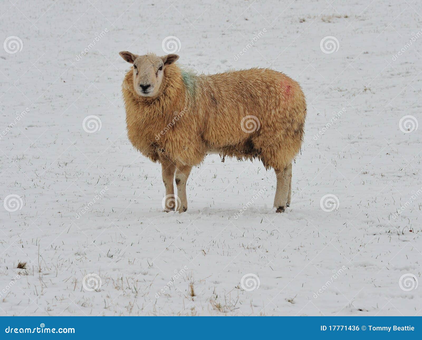 Winter Coat stock photo. Image of winter, weather, cold - 17771436