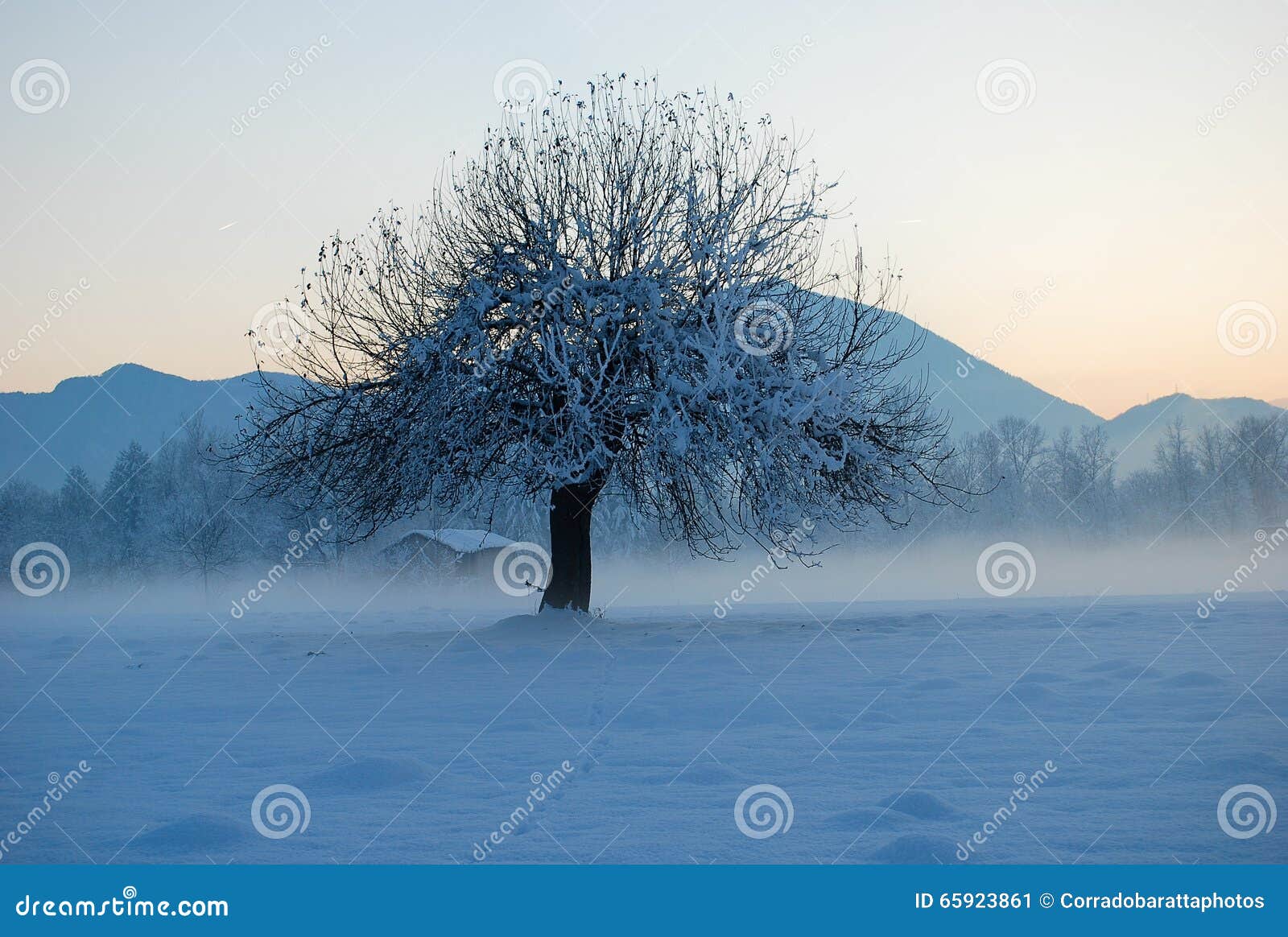 A Lonely Tree in the Fog and Frost at Sunset Stock Image - Image of ...
