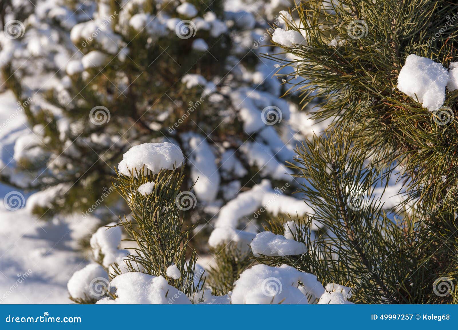 Winter Cold Snow Green Tree Stock Image - Image of sunshine, xmas: 49997257