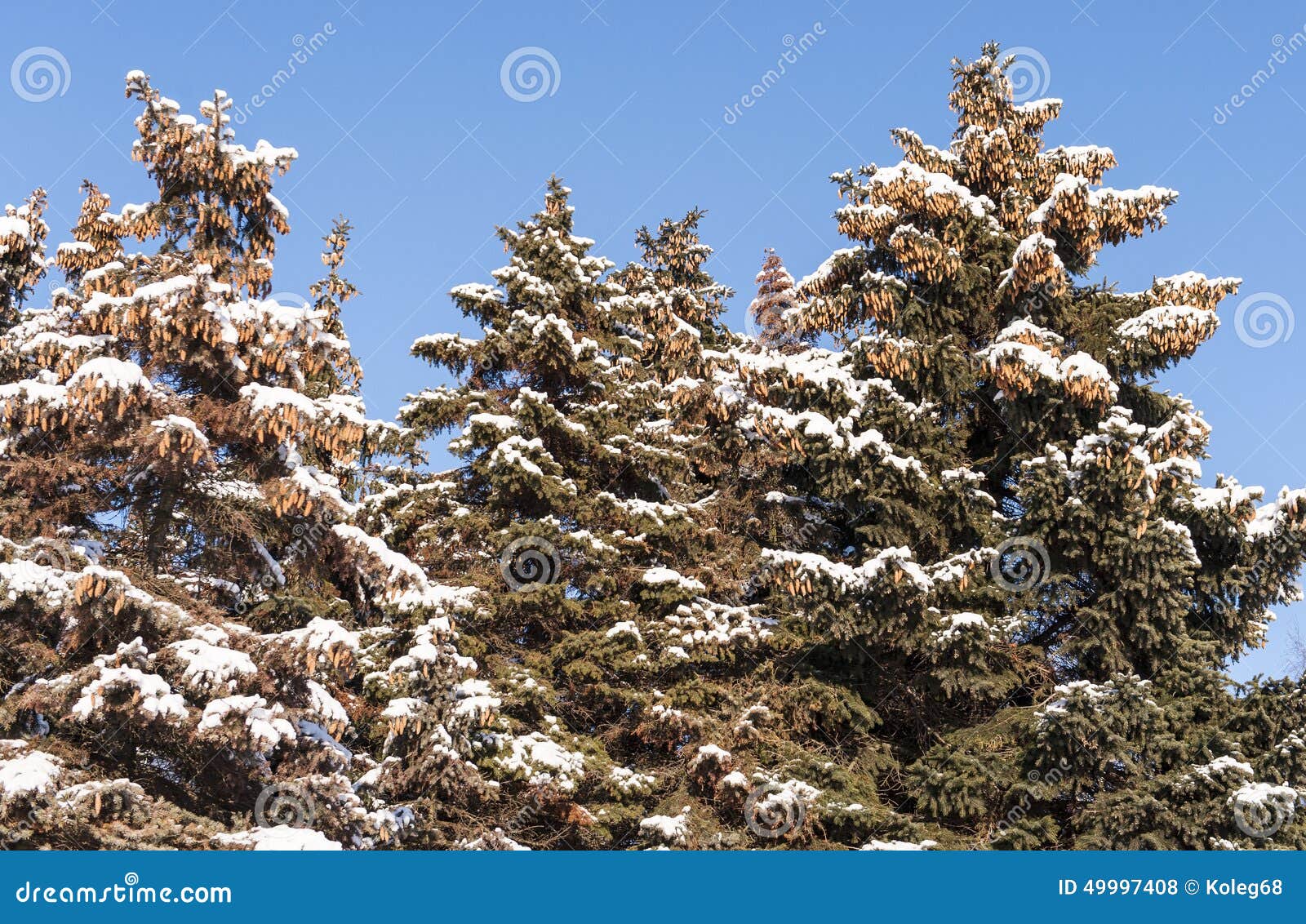 Winter Cold Snow Green Tree Stock Photo - Image of season, decoration ...