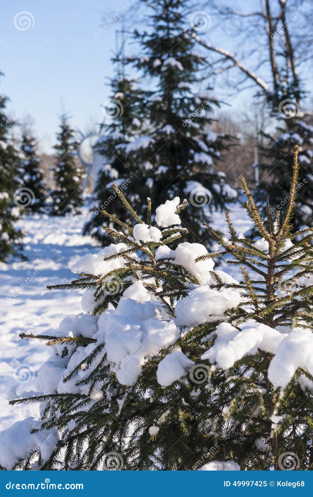 Winter Cold Snow Green Tree Stock Image - Image of lights, tree: 49997425