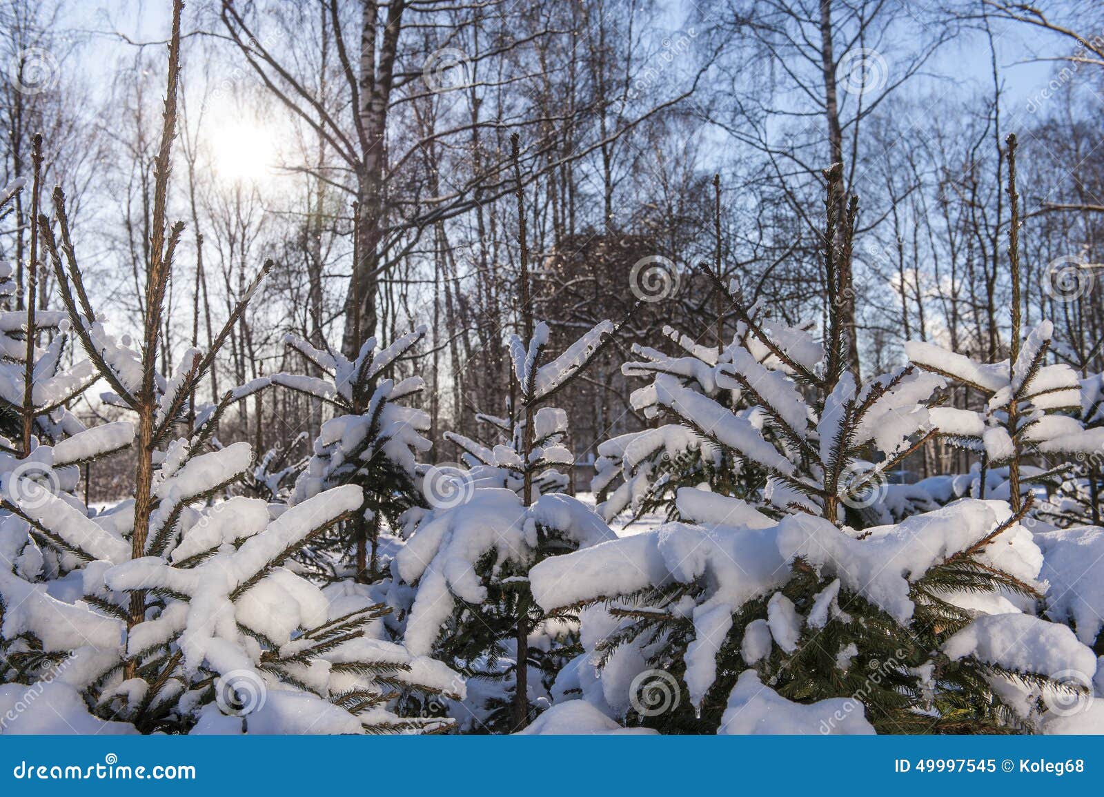 Winter Cold Snow Green Tree Stock Image - Image of holiday, covered ...