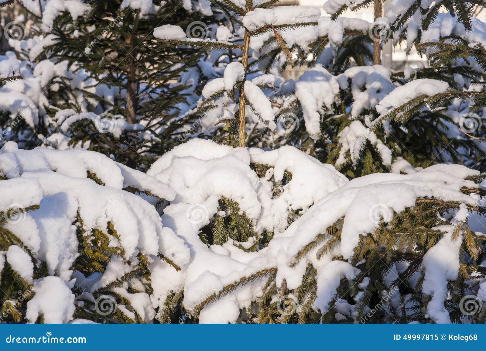 Winter Cold Snow Green Tree Stock Image - Image of design, beautiful ...