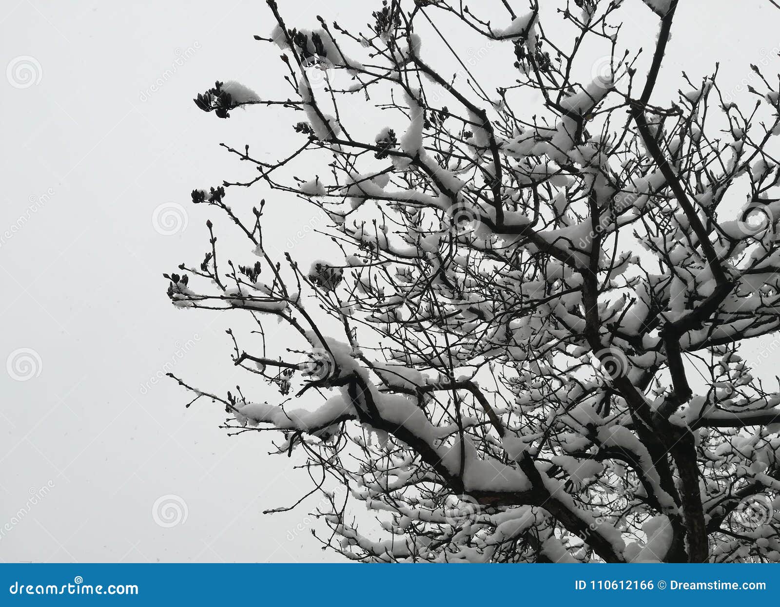 Winter stock photo. Image of season, tree, snow, winter - 110612166