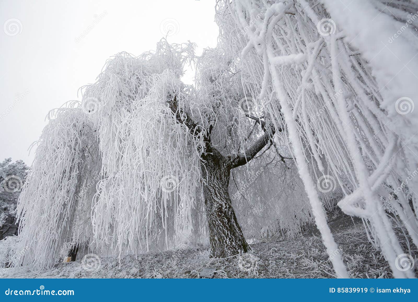Winter stock image. Image of green, white, frozen, tree - 85839919