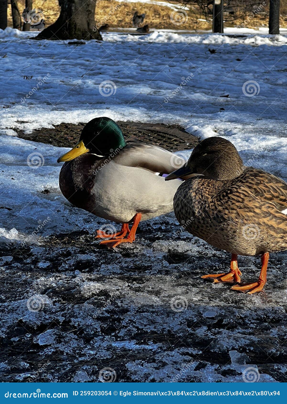 Ducks stock photo. Image of winter, ducks, snow, wild - 259203054