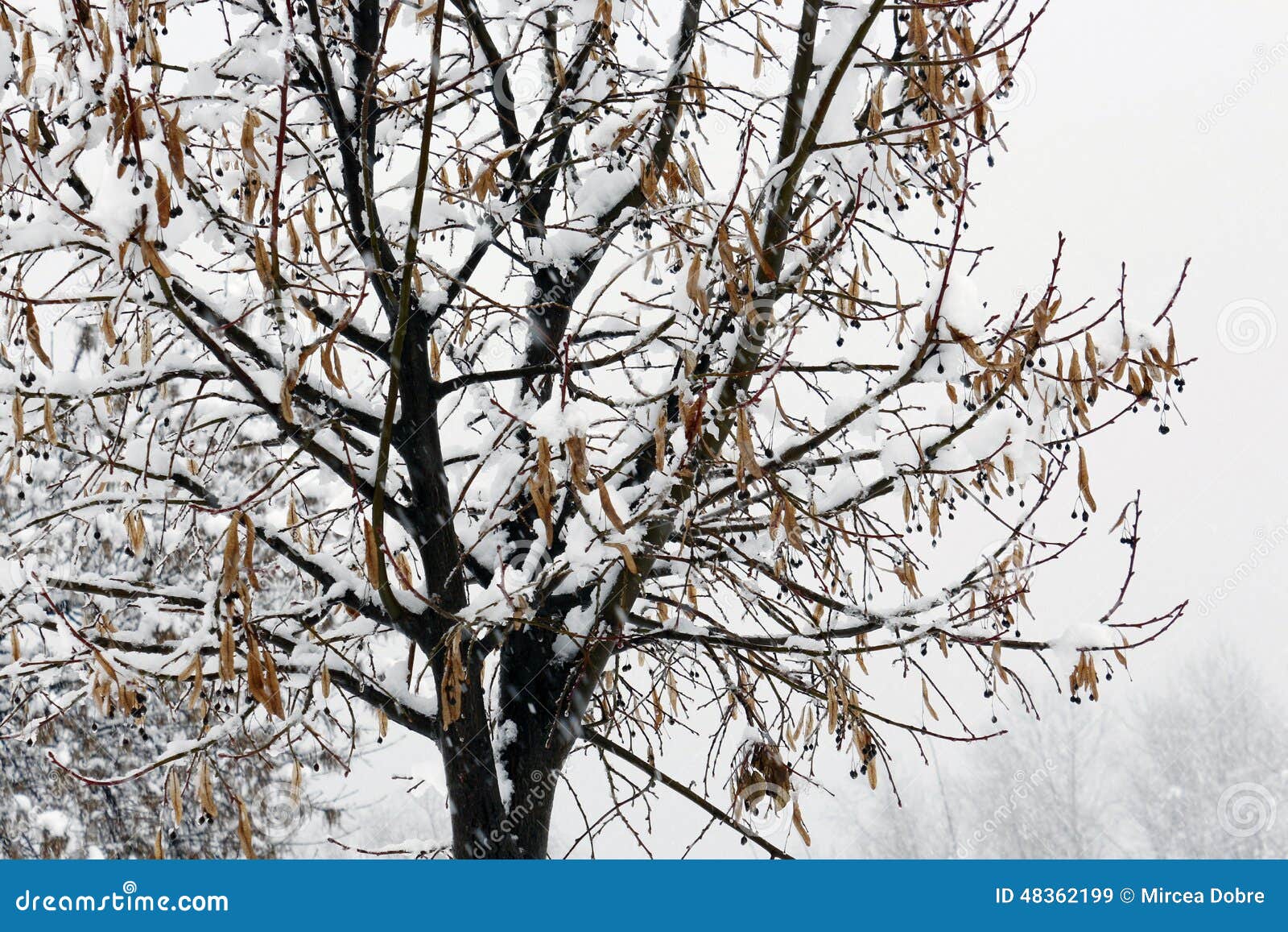 Winter Cold Tree with Snow Winter Time Stock Image - Image of nature ...