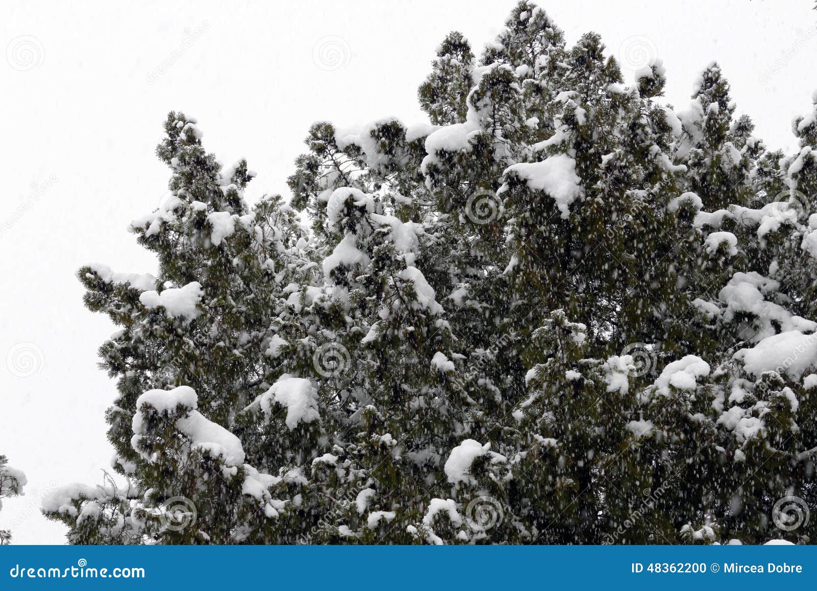 Winter Cold Tree with Snow Winter Time Stock Photo - Image of garden ...