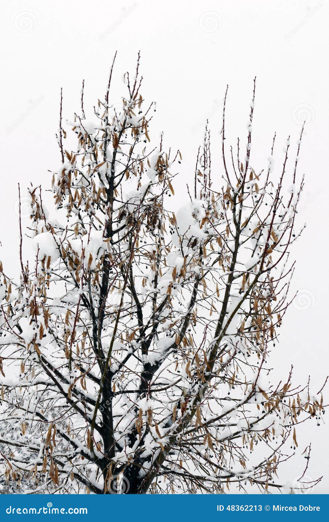 Winter Cold Tree with Snow Winter Time Stock Image - Image of snow ...