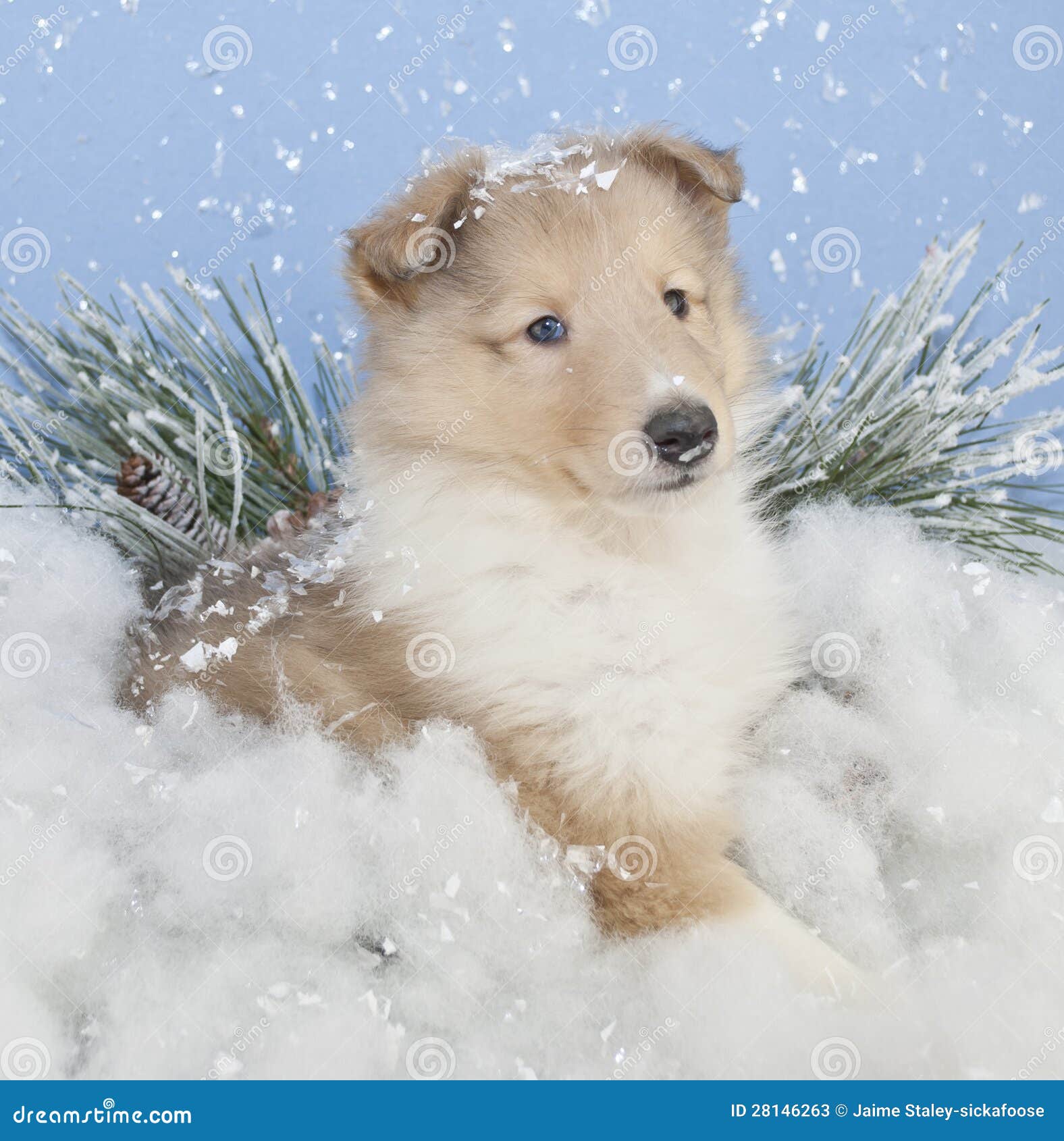 Winter Collie Puppie stock image. Image of animal, cone - 28146263