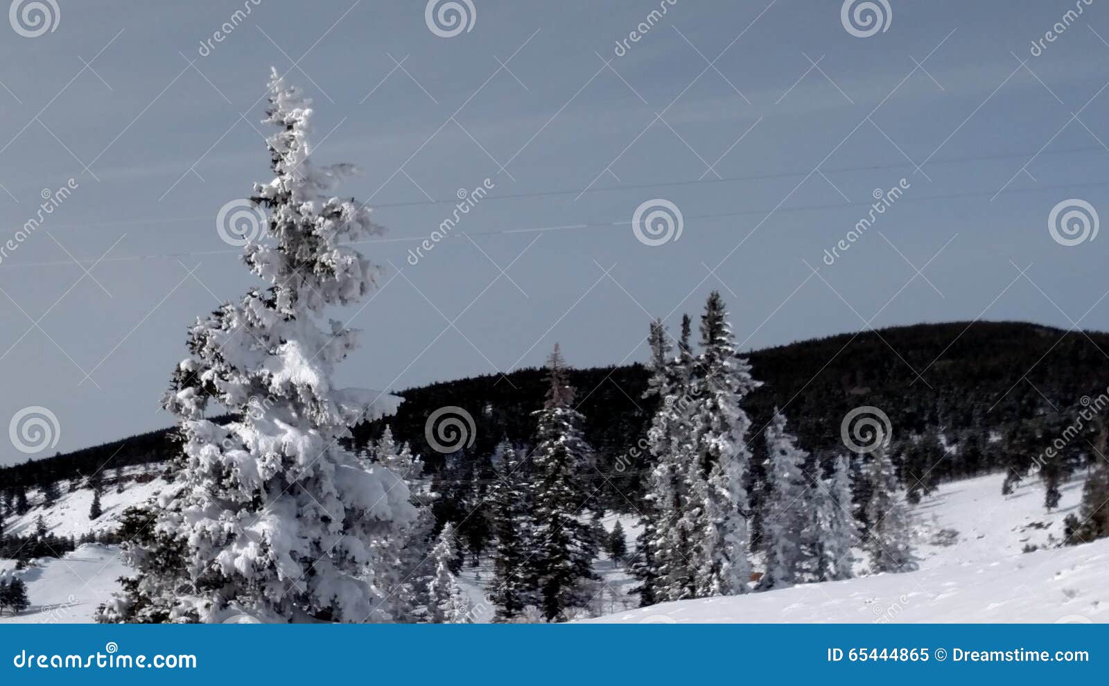 Winter Colorado stock image. Image of frost, tree, conifer - 65444865