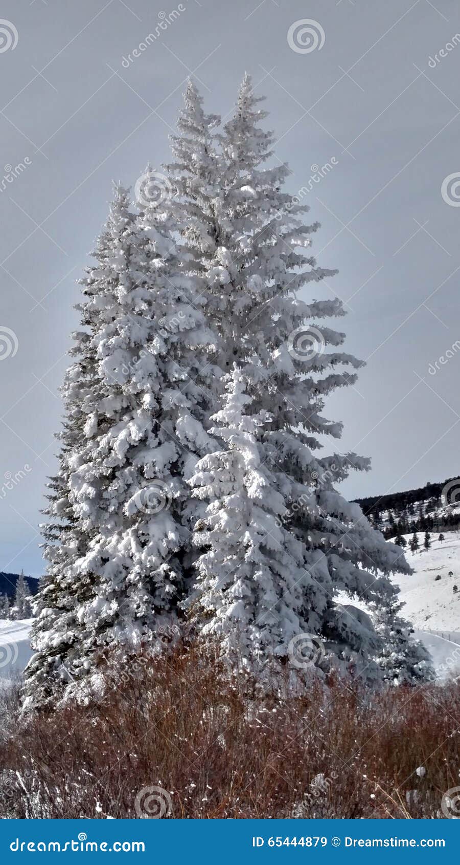 Winter Colorado stock image. Image of evergreen, cold - 65444879