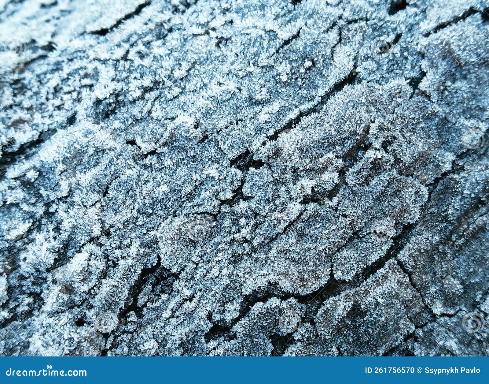 Winter is Coming - the First Frost Has Covered the Bark of the Tree ...