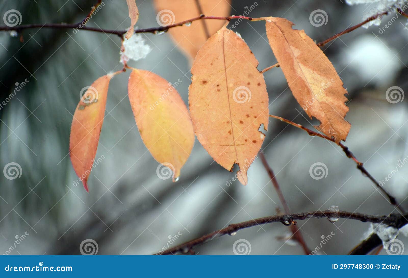 Winter is Coming First Snow Stock Photo - Image of flora, beautiful ...