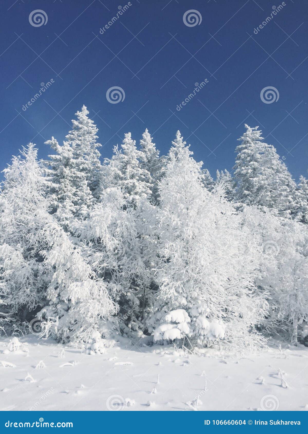 Winter Forrest stock photo. Image of snow, forrest, tree - 106660604