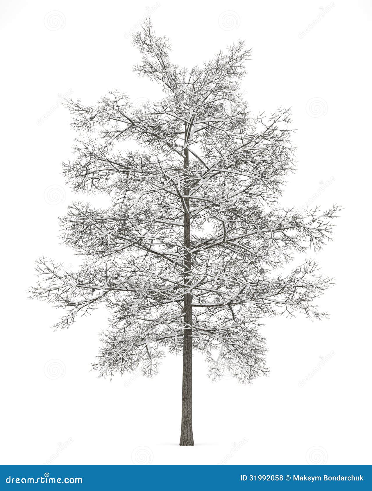 Winter Common Lime Tree Isolated on White Stock Illustration ...