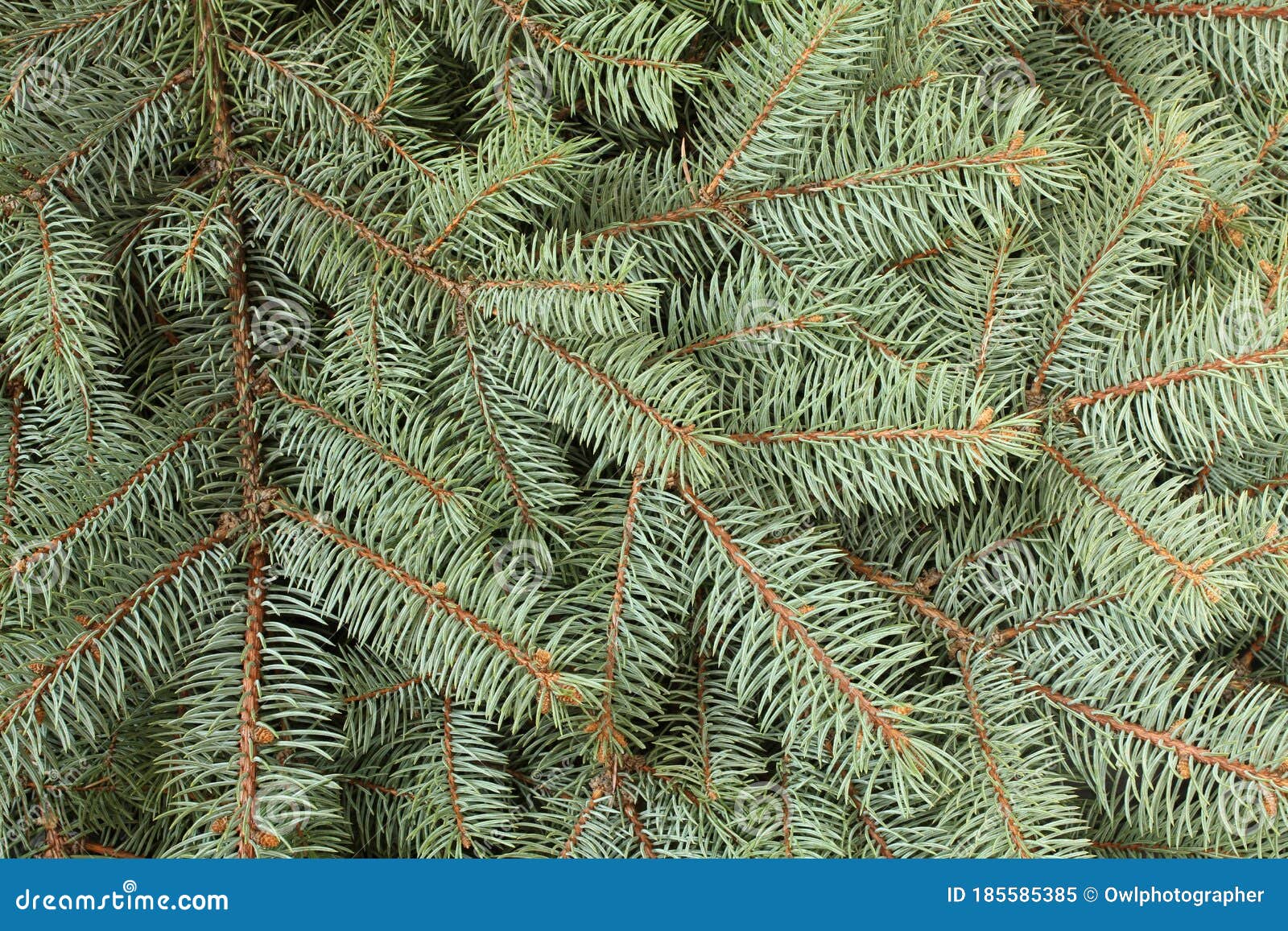 Winter Composition - Blue Spruce Tree Twigs Background Stock Image ...