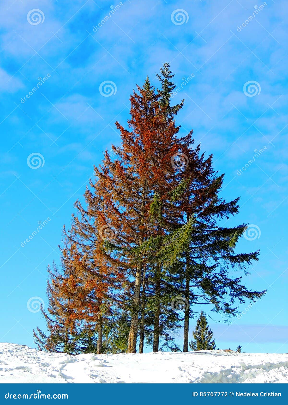 Winter conifer tree stock photo. Image of snowy, christmas - 85767772