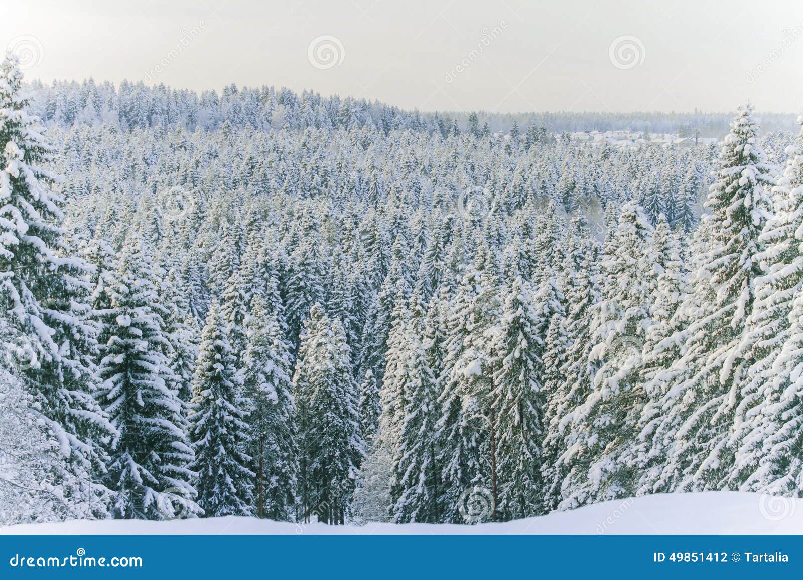 Winter coniferous forest stock photo. Image of spruce - 49851412