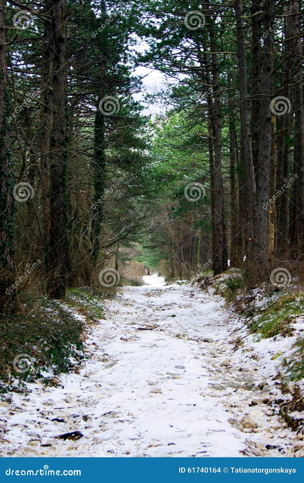 Winter in the Coniferous Forest Stock Photo - Image of gora, forest ...