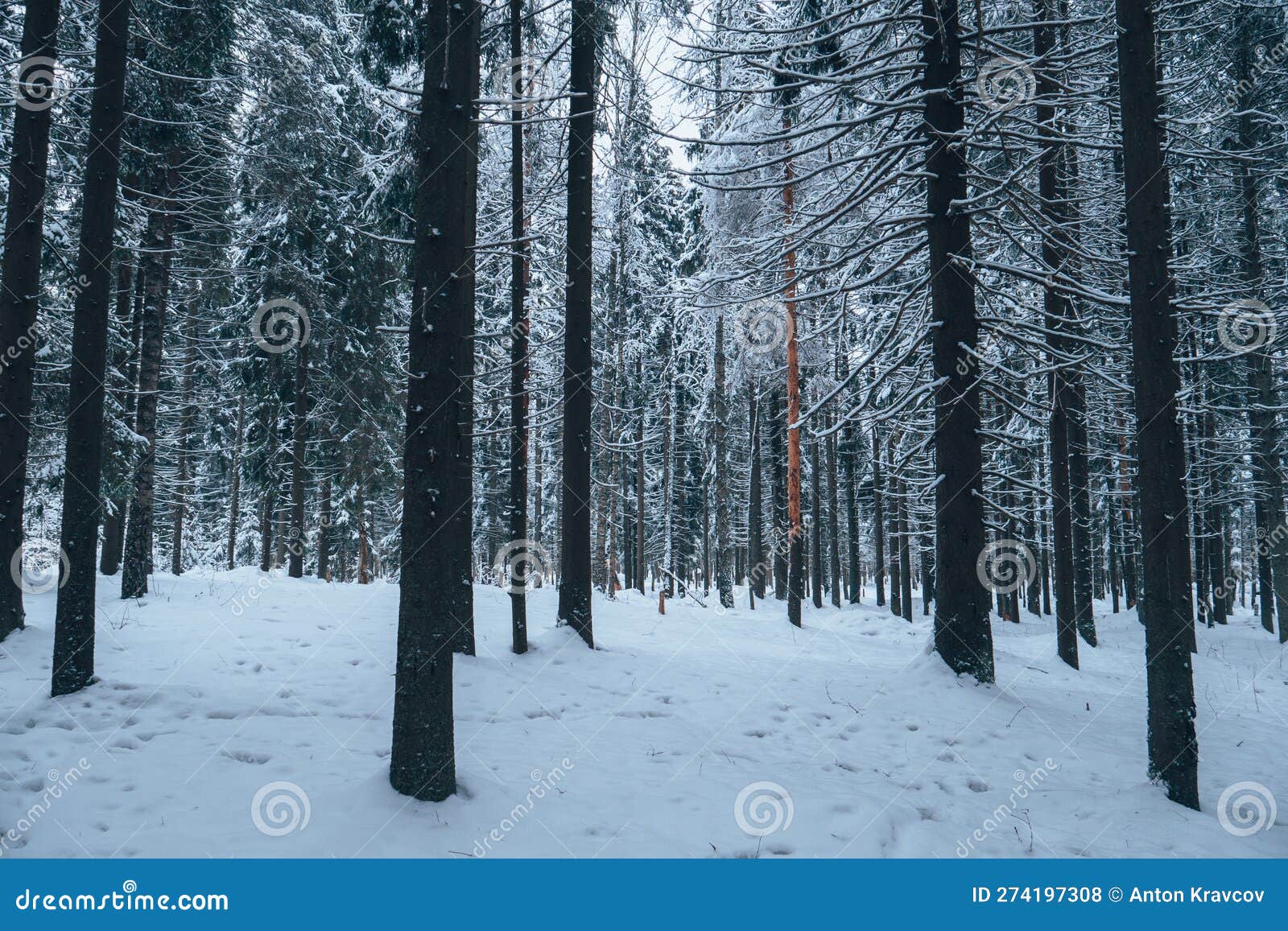 One Tree is Special among the Many in the Forest. Stock Photo - Image ...