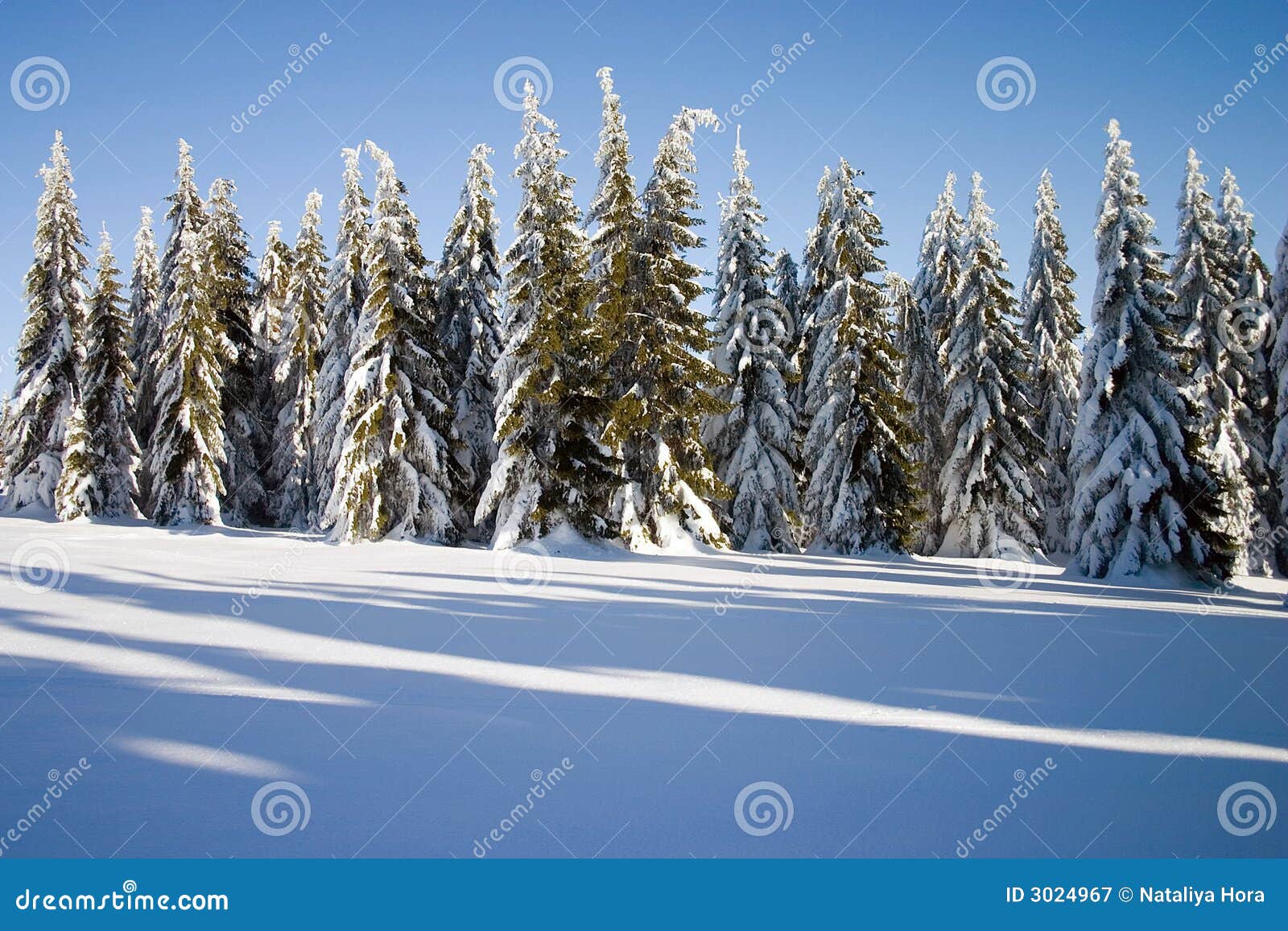 Winter conifers stock image. Image of branch, frost, sunlight - 3024967