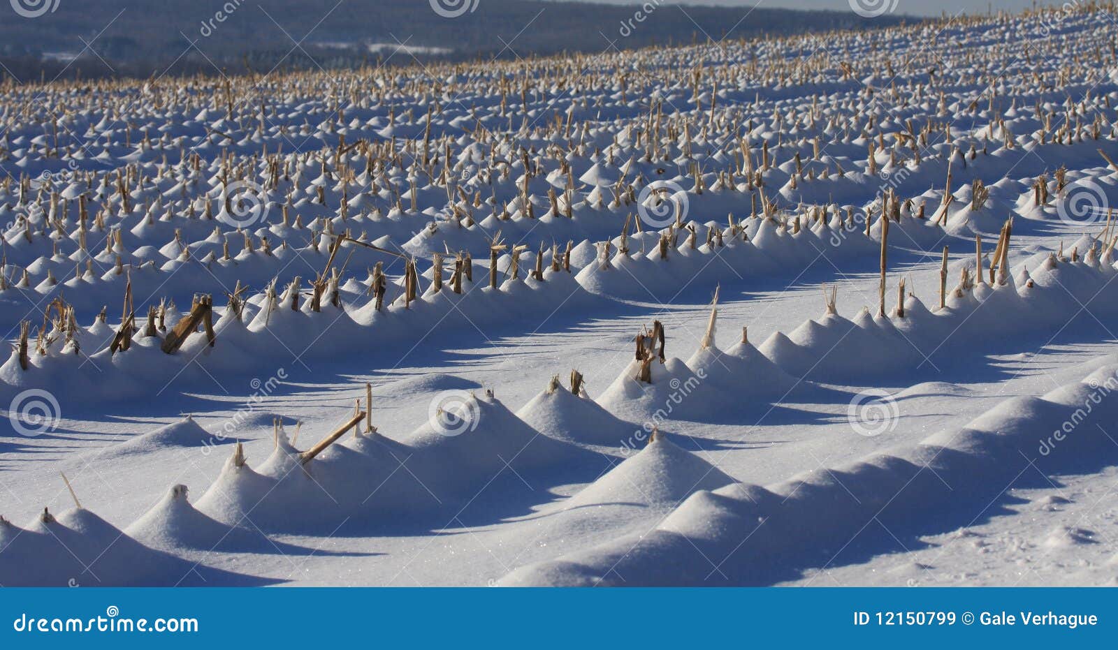 Winter Corn Field stock image. Image of agriculture, shadows - 12150799