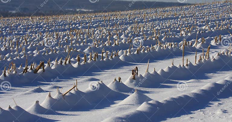 Winter Corn Field stock image. Image of agriculture, shadows - 12150799