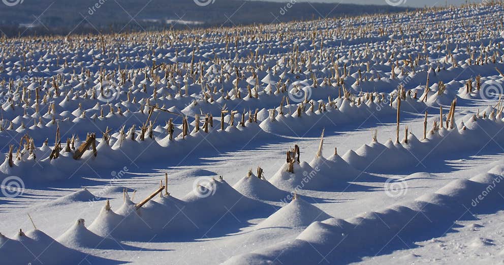 Winter Corn Field stock image. Image of agriculture, shadows - 12150799